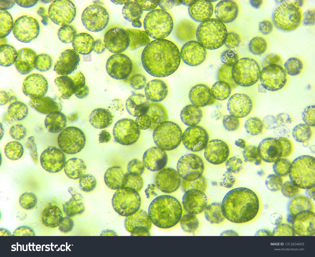 Rotating microscope could provide a new window into secrets of ...