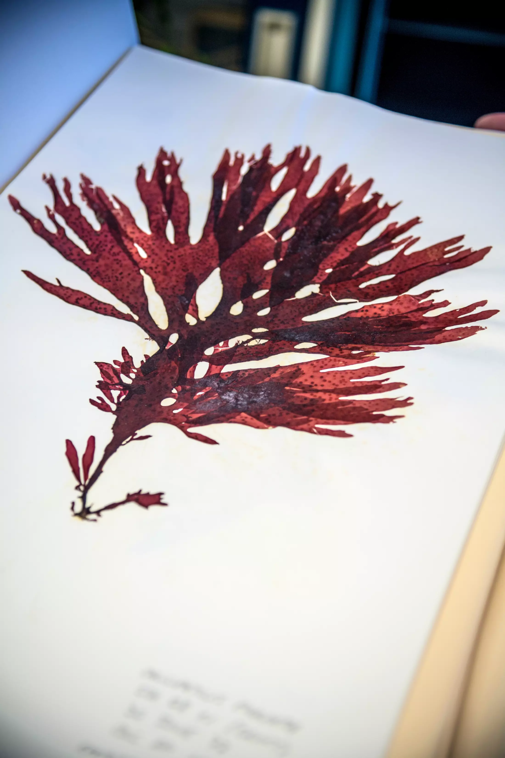 Seaweed takes scientists on trip ‘through time’ in the waters of ...